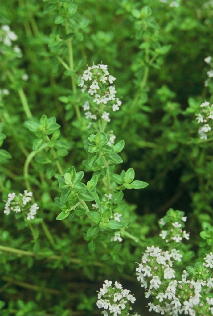 Sva lekovita svojstva ulja od origana | LifePress magazin