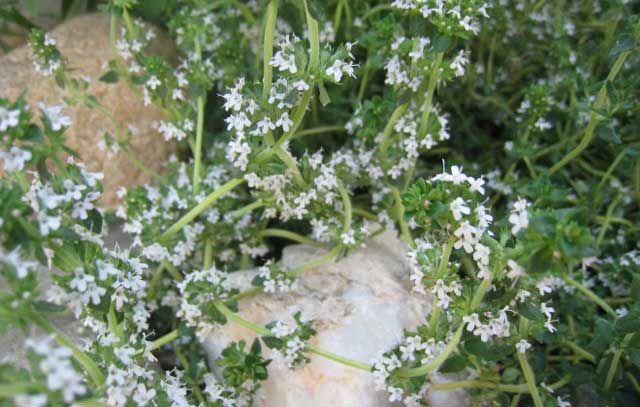 Napravite lekoviti med od timijana | LifePress magazin