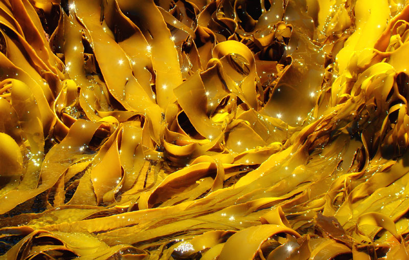 Zašto bi trebalo jesti morske alge | LifePress magazin